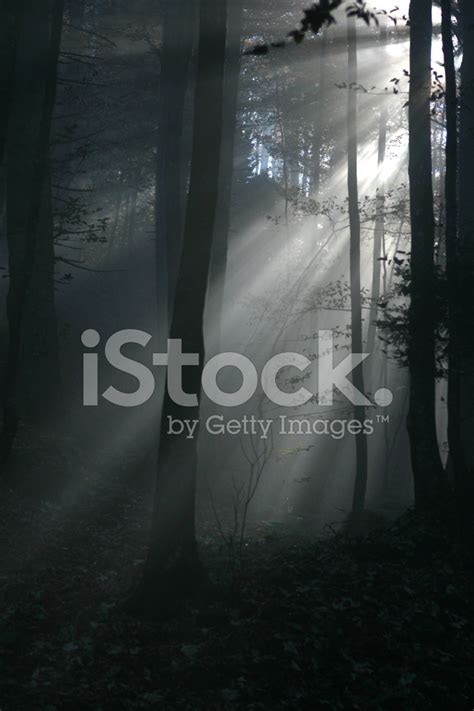 안개 낀 숲 스톡 사진 Freeimages