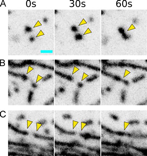 Three Modes Of Microridge Formation And Growth A C Time Lapse