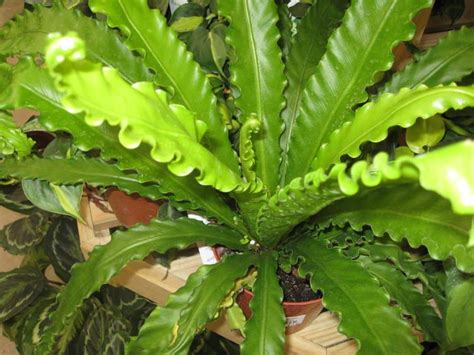 Asplenium Alchetron The Free Social Encyclopedia