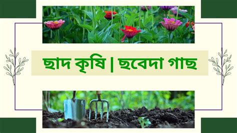 ছবেদা গাছ Youtube