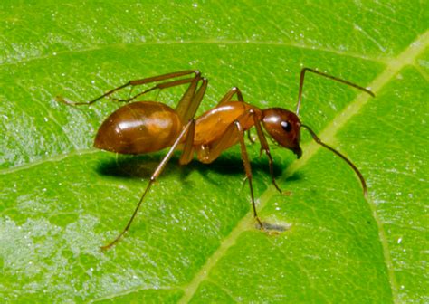 Ant 11 | My Birding Photos