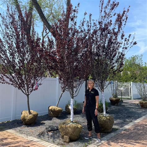 Plum Thundercloud Balled And Burlapped