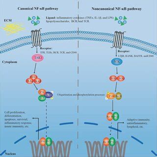 Canonical and noncanonical NFκB signalling pathways Download Scientific Diagram