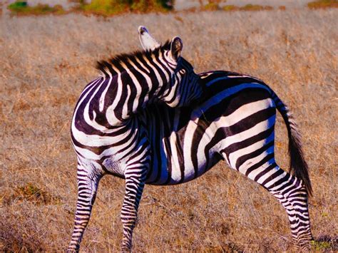 Premium Photo Zebra Standing In Grass