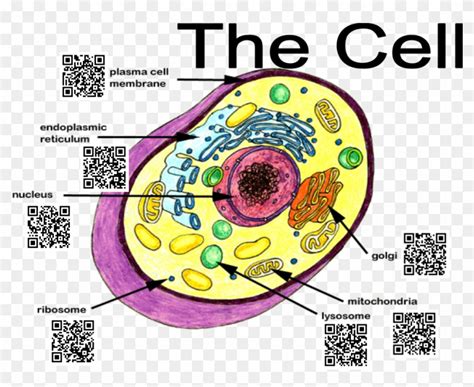 Qr Codes For Education Chapter 7 1 Basic Structure Of The Human Body