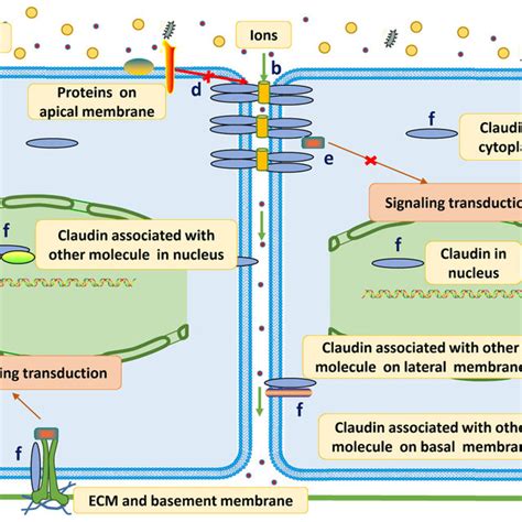 Representative Structures Of Cell Cell Junctions And A Claudin A The