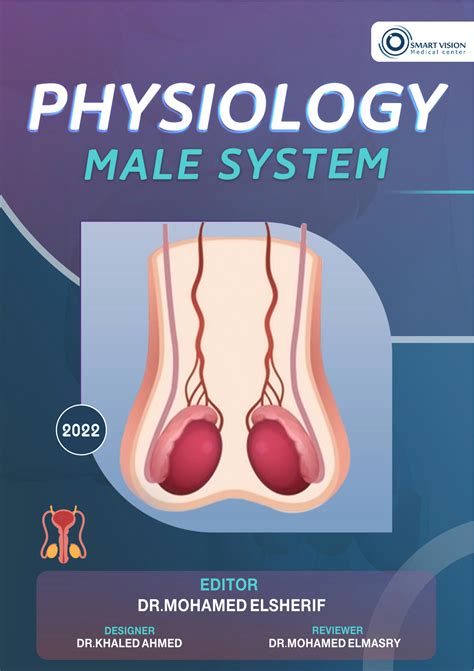 Solution Physiology Male Reproductive System Explanation With Pictures