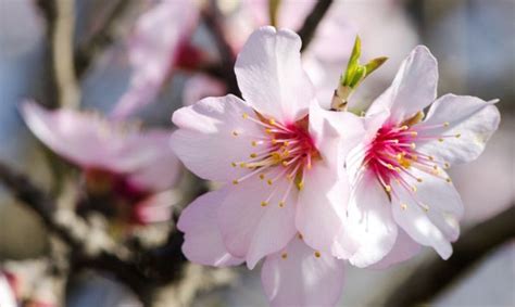 Partes De La Flor C Mo Se Produce La Polinizaci N Jardinatis