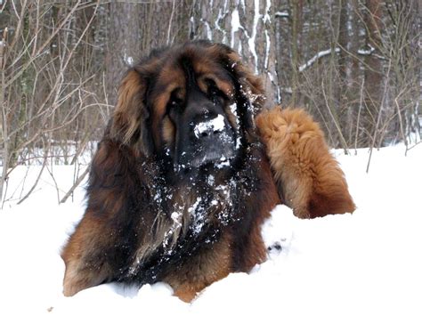 Leonberger Desktop Wallpaper 77642 Baltana