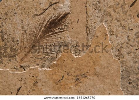 Fossilized Feather Photos Images And Pictures Shutterstock