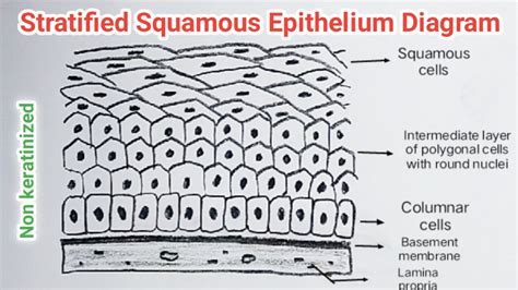 How To Draw Stratified Squamous Epithelium Stratified Squamous Epithelium Diagram Youtube
