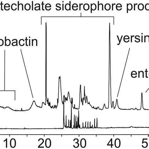Lc Ms Metabolite Profiling Reveals Differential Product Formation Based Download Scientific