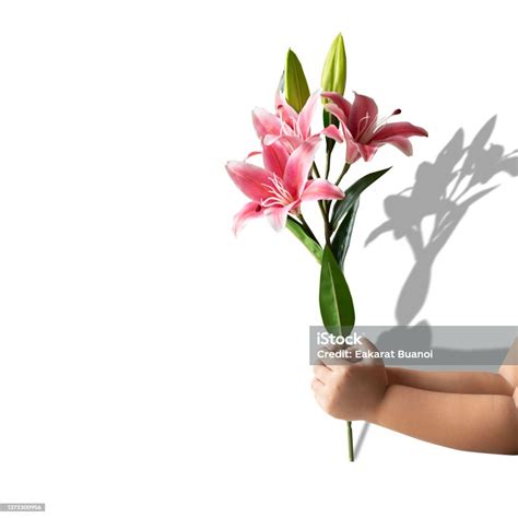 흰색 배경에 고립 된 잎과 함께 백합과 장미를 들고 손 아름다운 꽃 꽃 창의적 개념 꽃 식물에 대한 스톡 사진 및 기타 이미지