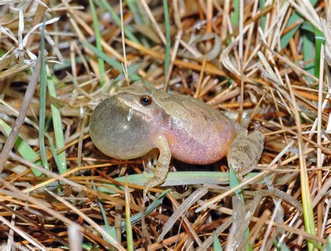 Spring Peeper
