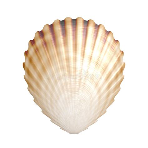 Molusco Do Escudo De Vieira Em Um Fundo Transparente Ilustração do