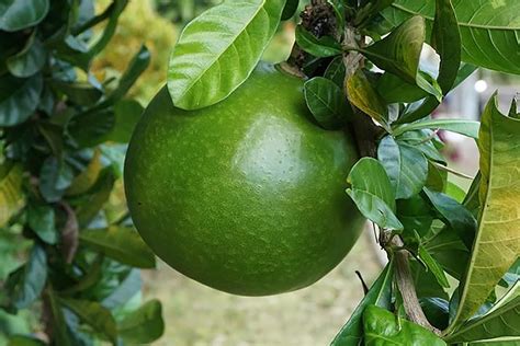 Sering Tak Dianggap Inilah Manfaat Buah Berenuk Yang Jarang Dimanfaatkan