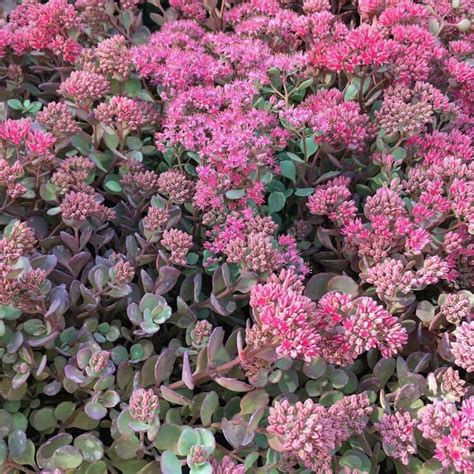 Archived Sedum Plants Growjoy