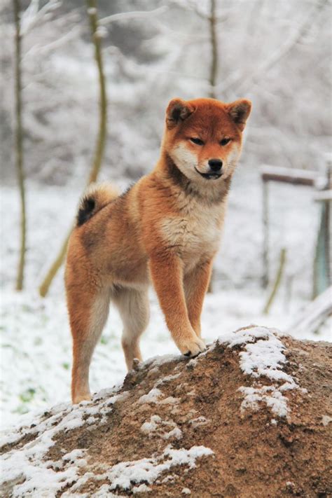 Accueil Elevage De Sibirska Utopia Eleveur De Chiens Shiba