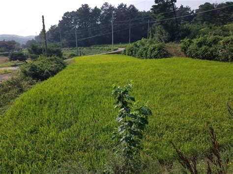 여주전원주택부지 산세좋고 조용한 여주부동산 네이버 블로그