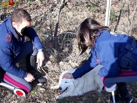 Rischia Di Essere Travolto Dalle Auto In A1 Cane Messo In Salvo