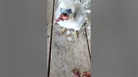 пушистый камочек Youtube