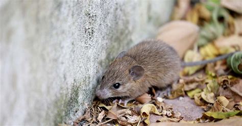 Quais Os Cuidados Que Devemos Ter As Fezes De Rato