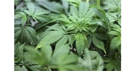 Осъдиха 21 годишен мъж за отглеждане и държане на марихуана