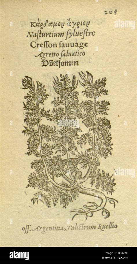 A Collection Of Botanical Illustrations Showcasing Various Plant Species With Detailed