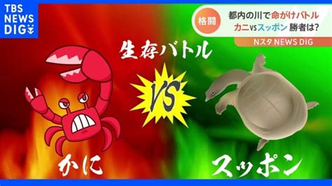 都内の川で生存バトル勃発！カニvsスッポン！仁義なき戦いの行方は？｜tbs News Dig │ 【気ままに】ニュース速報
