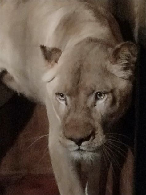 Бели лавови прв пат во скопската ЗОО Reporter Mk