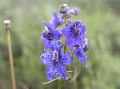 Delphinium Used By Native American Indians To Repel The Scourge Of