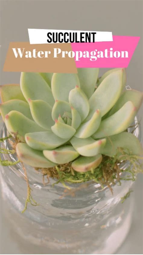 Crassula Ovata Gandalf Hybrid Jade Plant Artofit