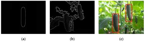 real time cucumber target recognition in greenhouse environments using