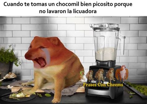 Conoce A Cheempe El Perro Mexicano Que Es Muy Similar Al Famoso Perro