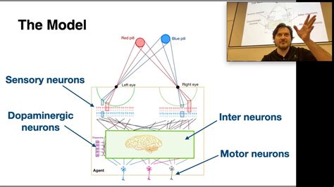 Msn 514 Lecture 39 Modeling Brain Youtube