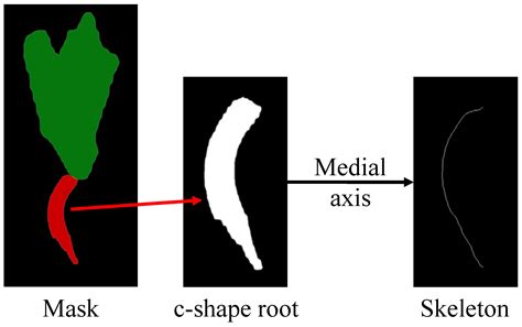 Vision Based White Radish Phenotypic Trait Measurement With Smartphone