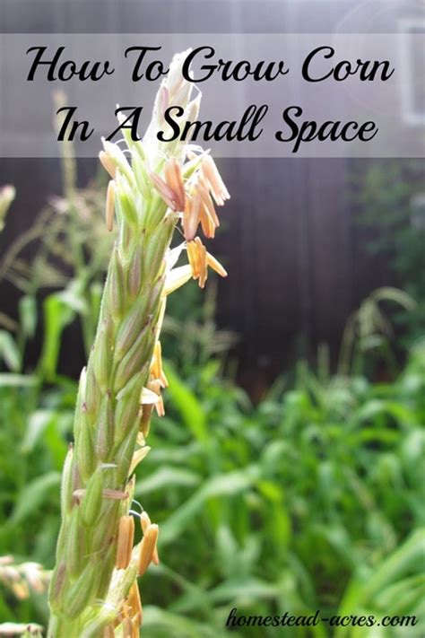 Growing Sweet Corn Square Foot Garden Fasci Garden