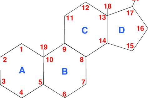 Basic Steroid Structure Showing A Fully Saturated 21 Carbon Steroid