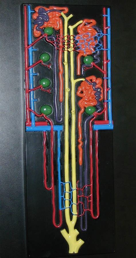 A P LAB II BLACK NEPHRON MODEL Diagram Quizlet