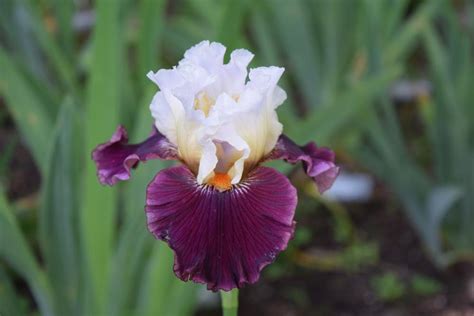 Tall Bearded Iris Iris Rubio In The Irises Database