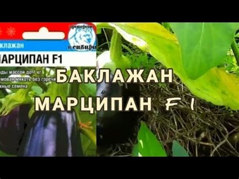 Баклажан Марципан f1! - YouTube