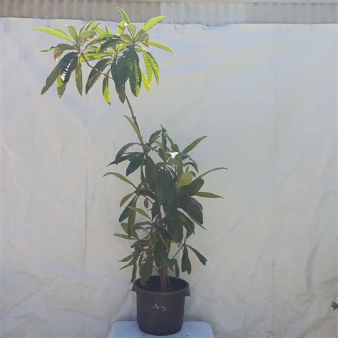 Loquat Tree Isabellas Hydroponic Nursery And Garden Centreoakabella