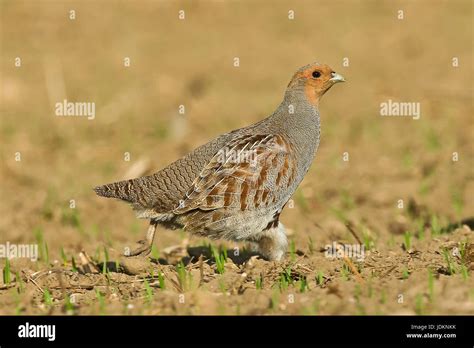 Rebhuhn Perdix Perdix Grey Partridge Stock Photo Alamy