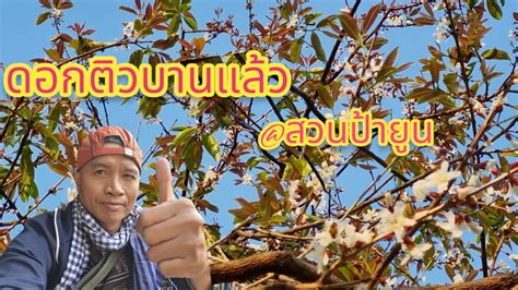 ดอกติ้วบานแล้ว สวนป้ายูน Youtube