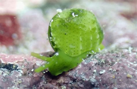Bivalved Snail Julia Exquisita A Snail With Unusual Clam Like Hinged