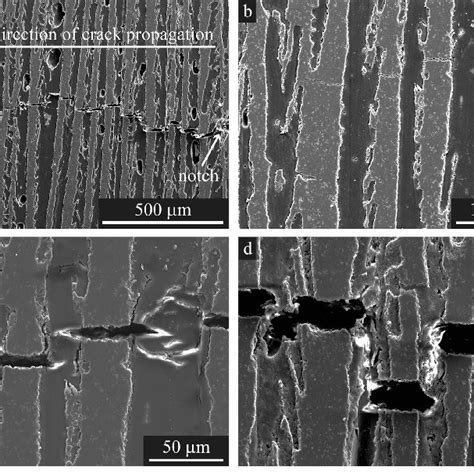 Sem Micrographs Taken During In Situ R Curve Measurements Of The Download Scientific Diagram