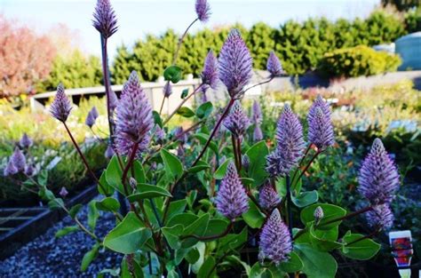 Ptilotus Exaltatus Wholesale Nursery Nurseries In Melbourne Sydney