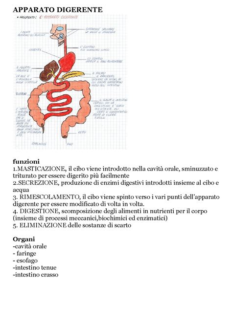 Appunti Apparato Digerente Antomia Dispense Di Anatomia Docsity
