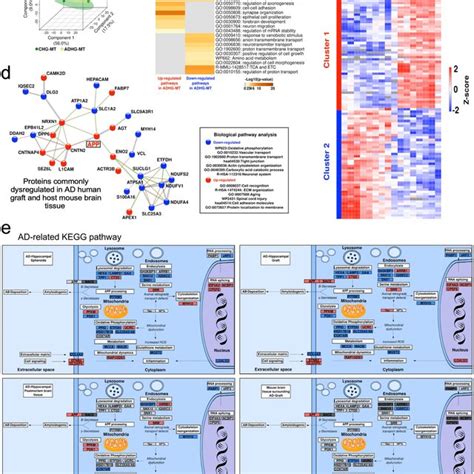 Label Free Quantitative Proteomics Reveals Alterations In The Host