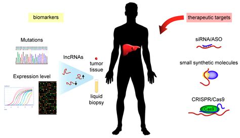 IJMS Free Full Text The Role Of Long Non Coding RNAs In